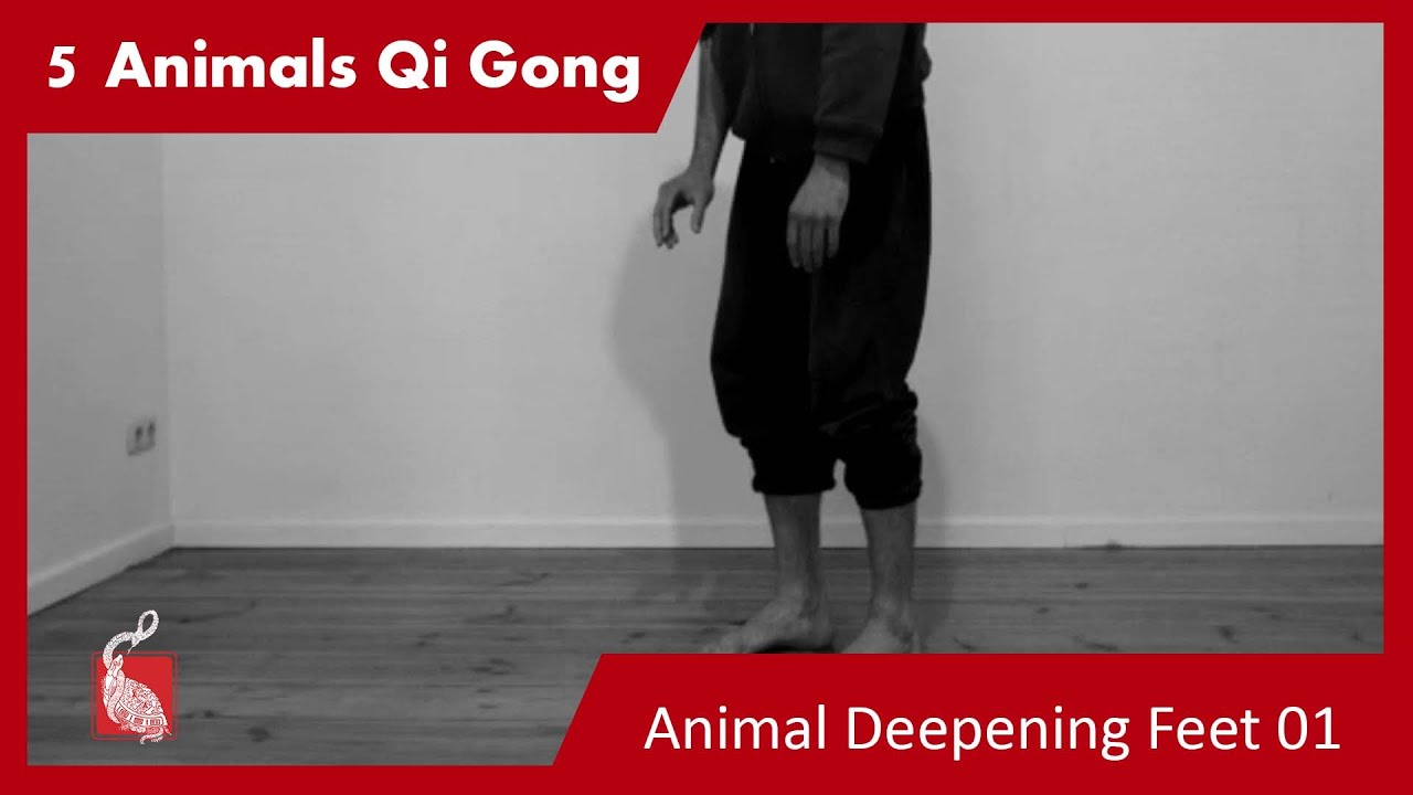 5 Animals Qi Gong | Hidden Turtle
